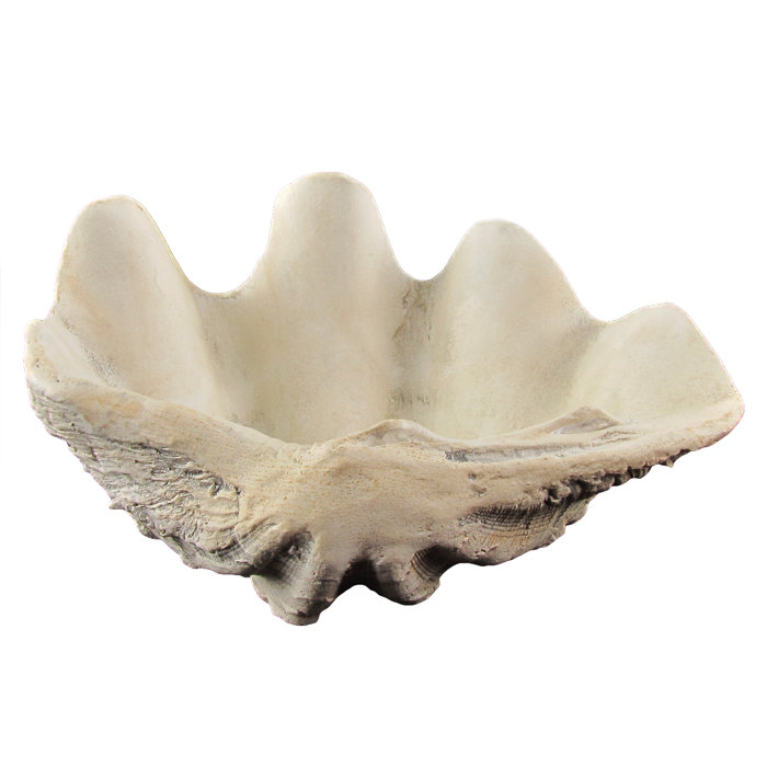 Highland Dunes Grube Cast Replica Hippopus Clam Shell Tridacna and ...