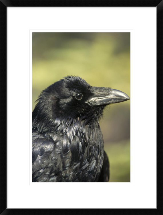 Global Gallery Common Raven Portrait - Picture Frame Photograph | Wayfair