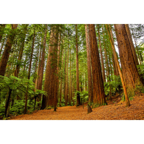 Redwood-canvas | Wayfair