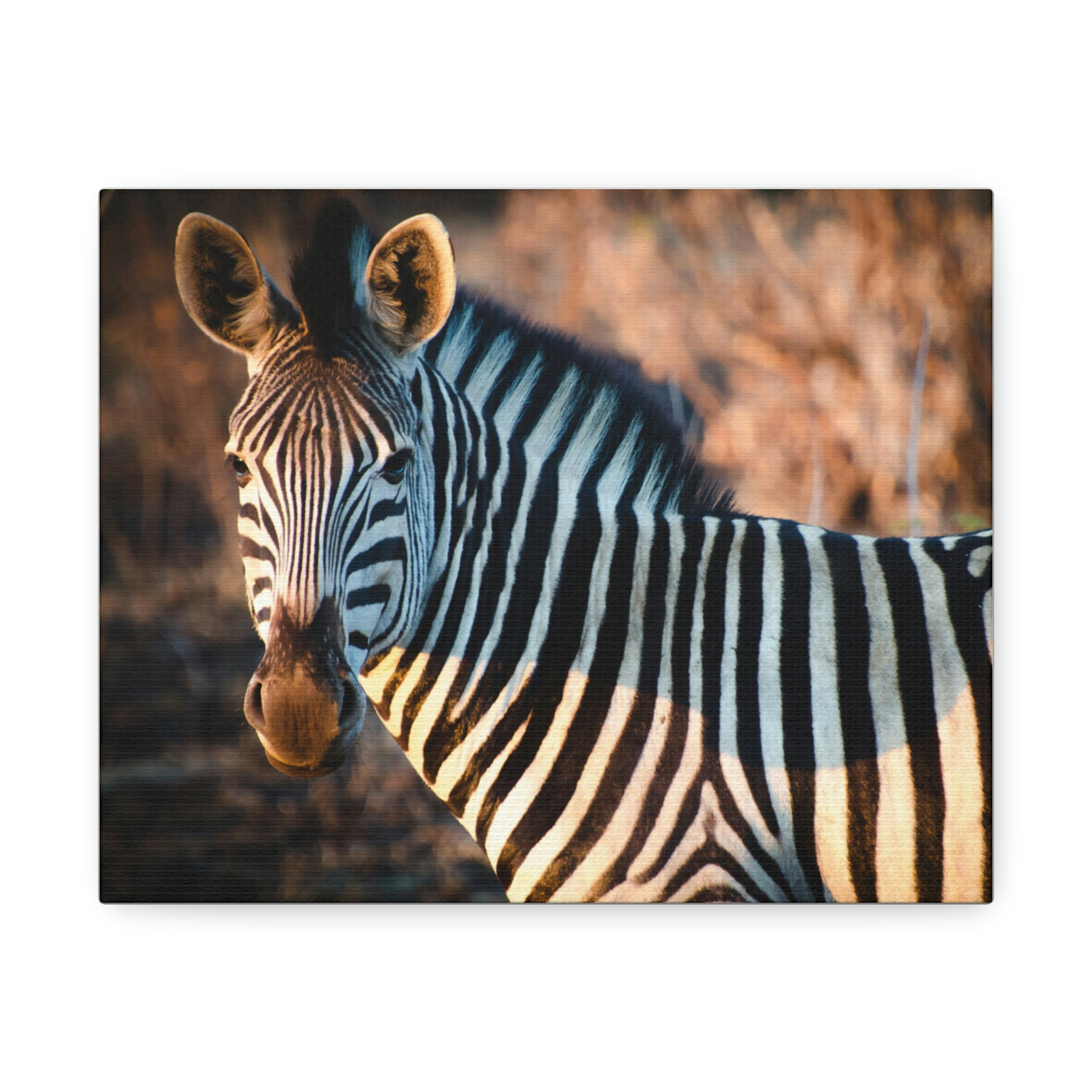 Latitude Run® Zebra - Wrapped Canvas Illustration | Wayfair