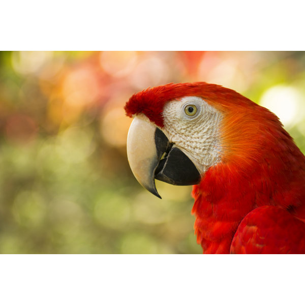 Bay Isle Home Close Up Of Costa Rican Scarlet Macaw On Canvas by ...