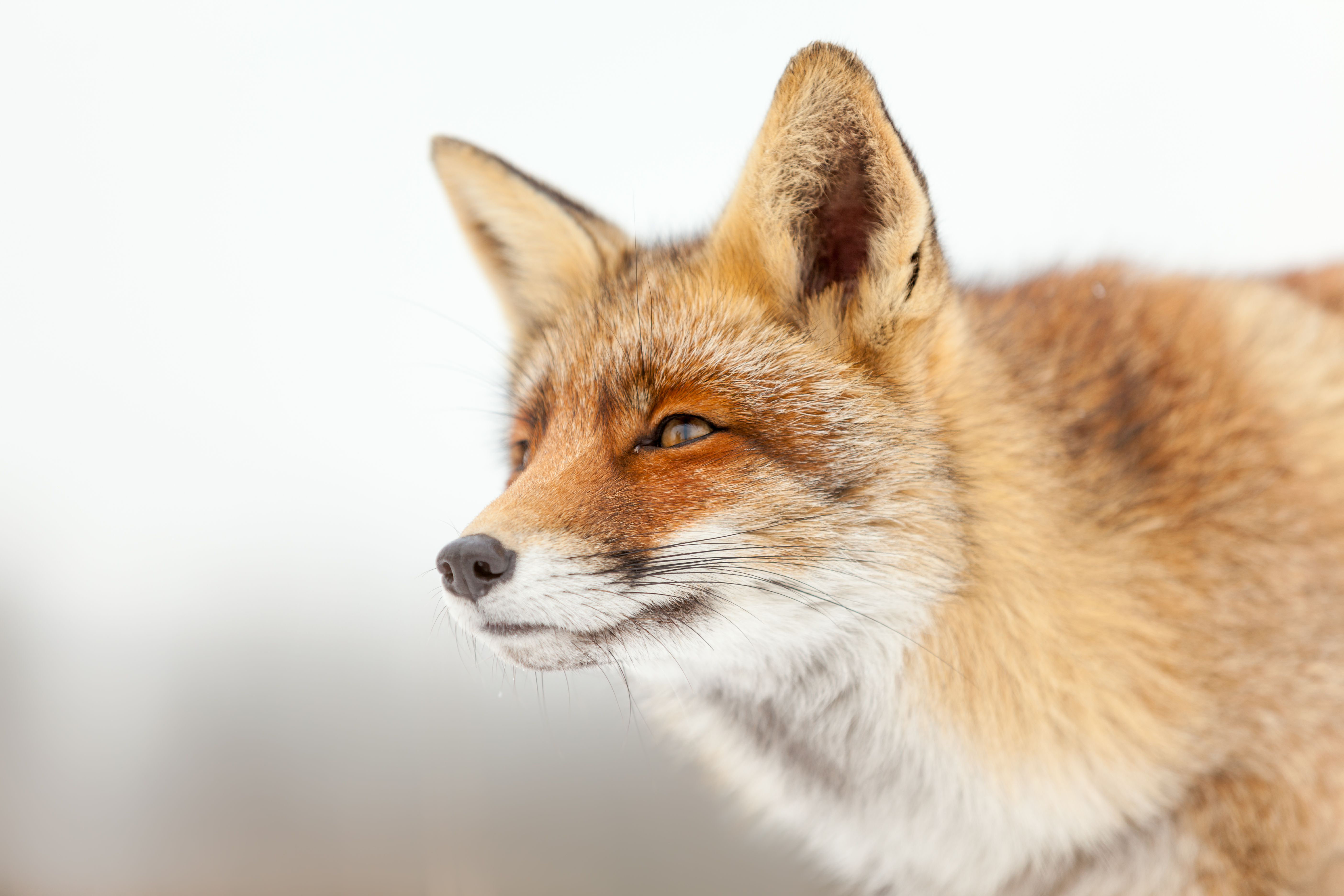 Millwood Pines Markes Fox In Environment by - Wrapped Canvas Photograph ...