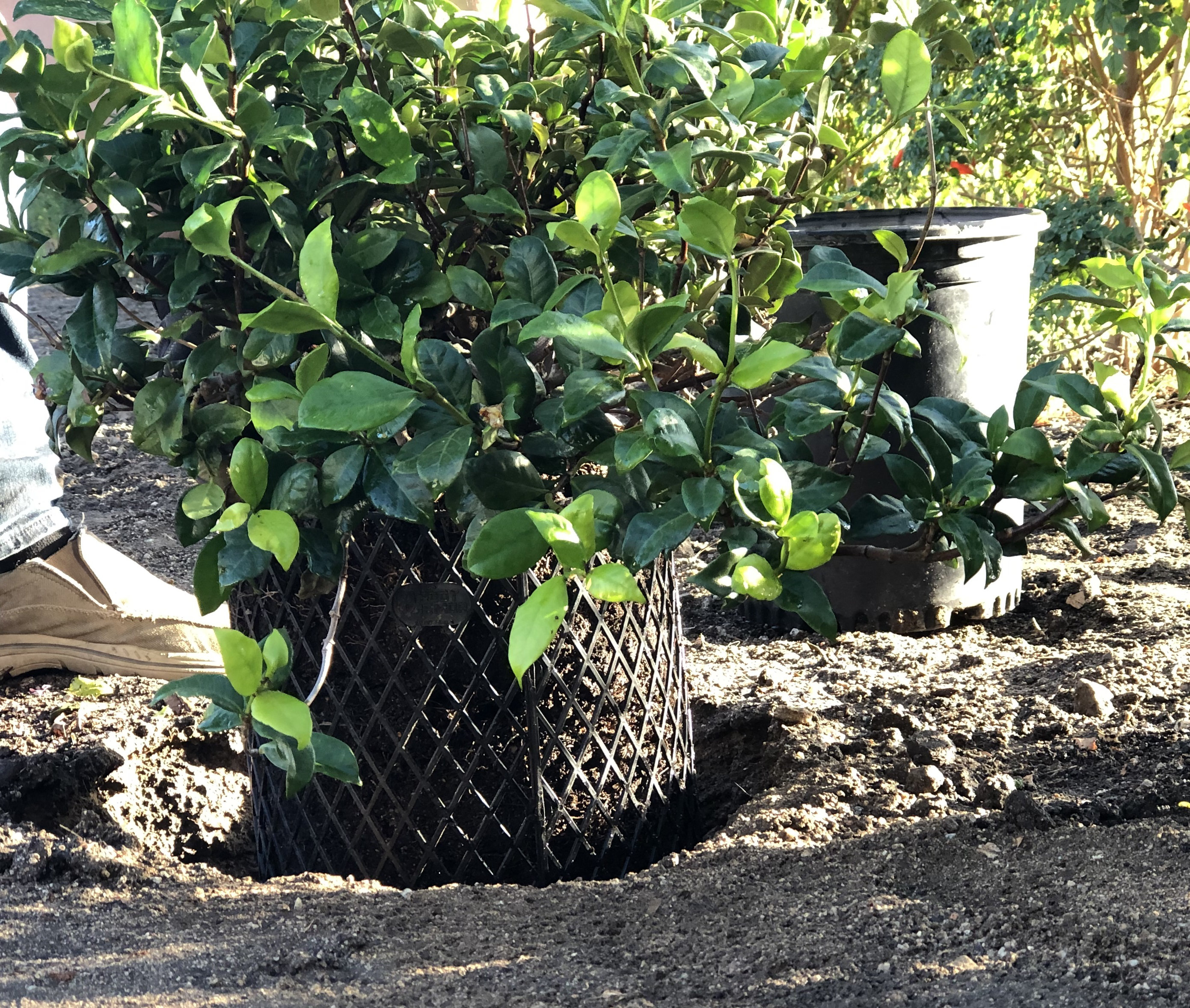 Root Armor Gopher and Mole Root Barrier 4 Piece Plant Support Set ...