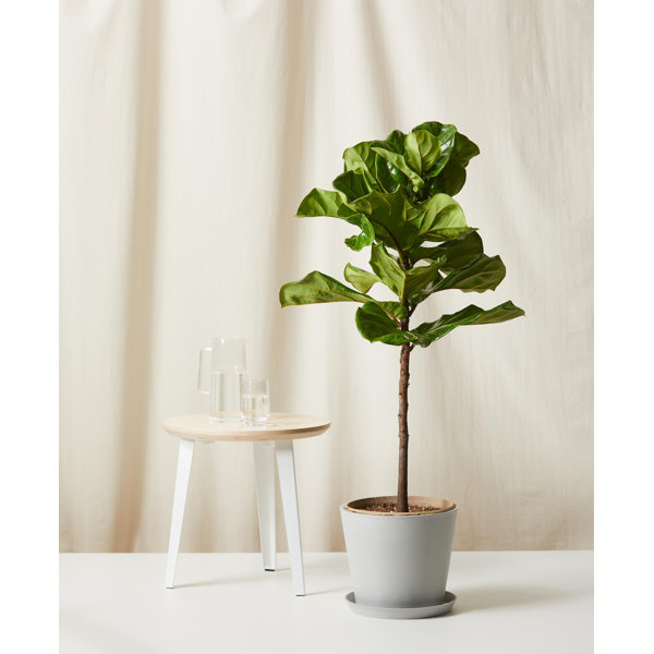 Bloomscape Live Fiddle Leaf Fig Plant in Pot | Wayfair