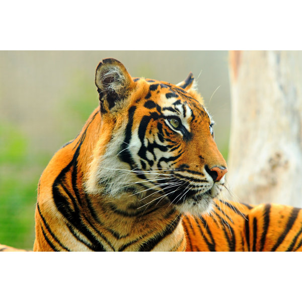 Ebern Designs Sumatran Tiger Face by - Wrapped Canvas Photograph | Wayfair