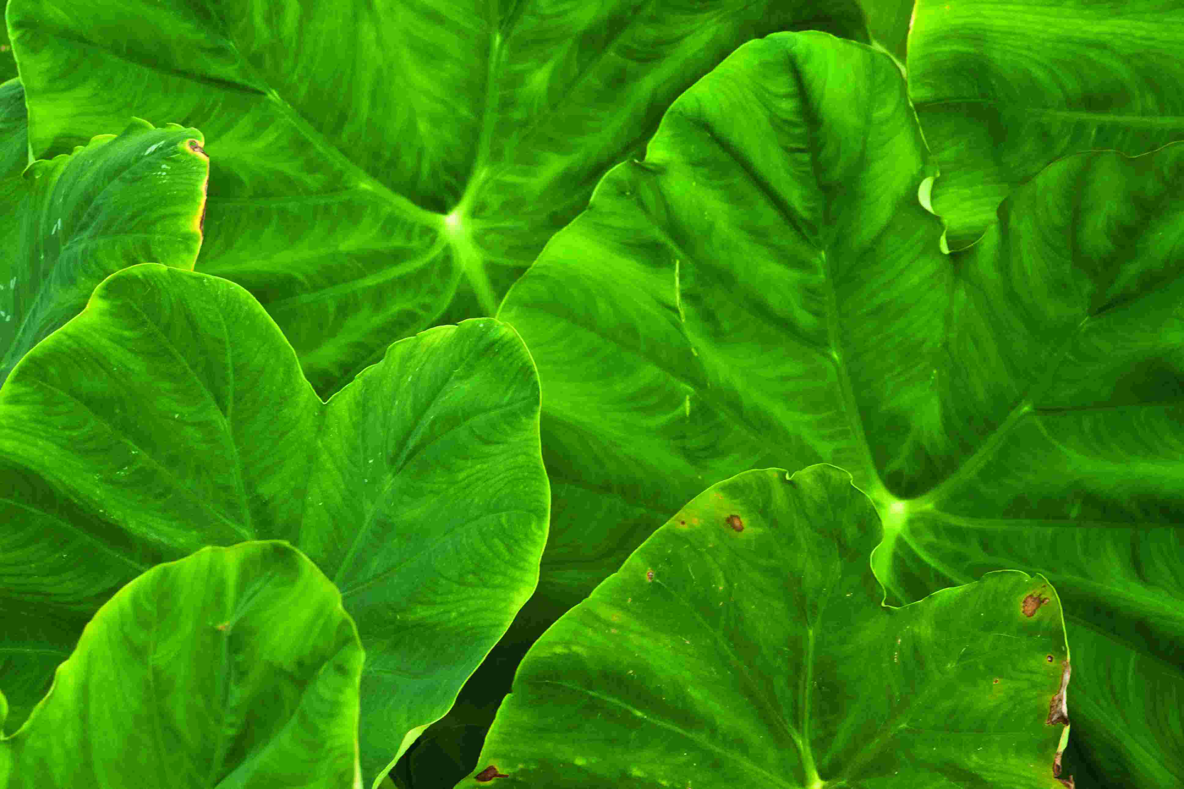 Ebern Designs Green Leaves - Wrapped Canvas Photograph | Wayfair