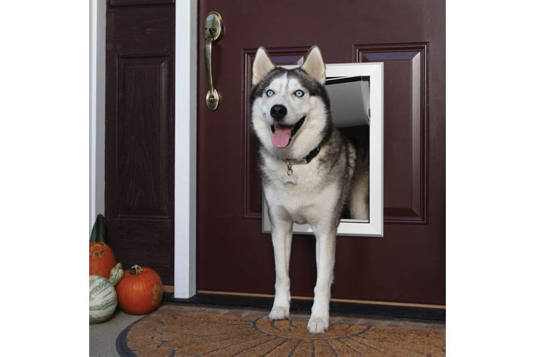 Your Guide to Dog Door Sizes | Wayfair