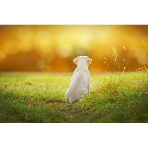 Latitude Run Labrador Dog Puppy - Wrapped Canvas Photograph | Wayfair.co.uk