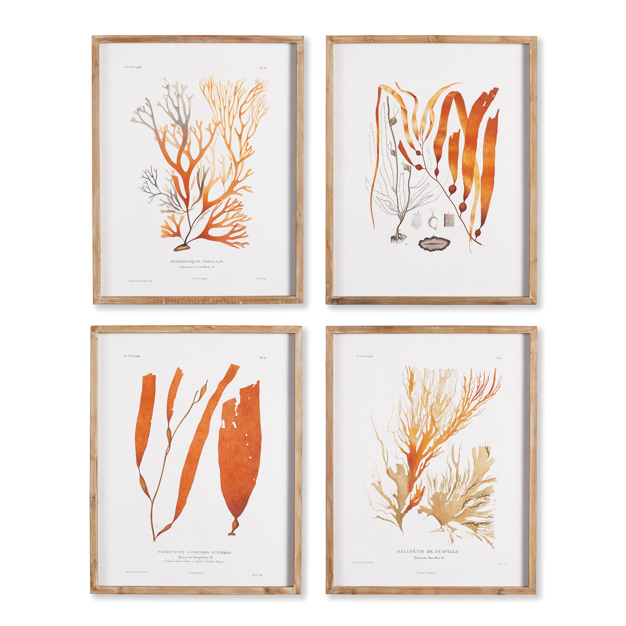Rosecliff Heights Coral Reef - 4 Piece Picture Frame Print | Wayfair