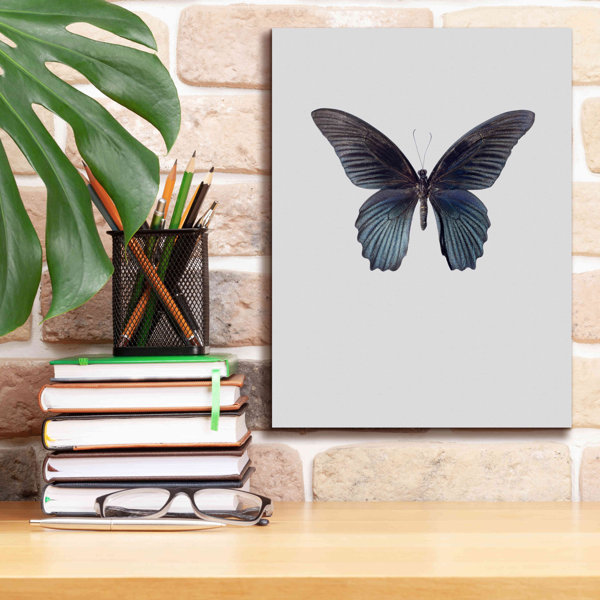 August Grove® Great Mormon by - Wrapped Canvas Graphic Art | Wayfair