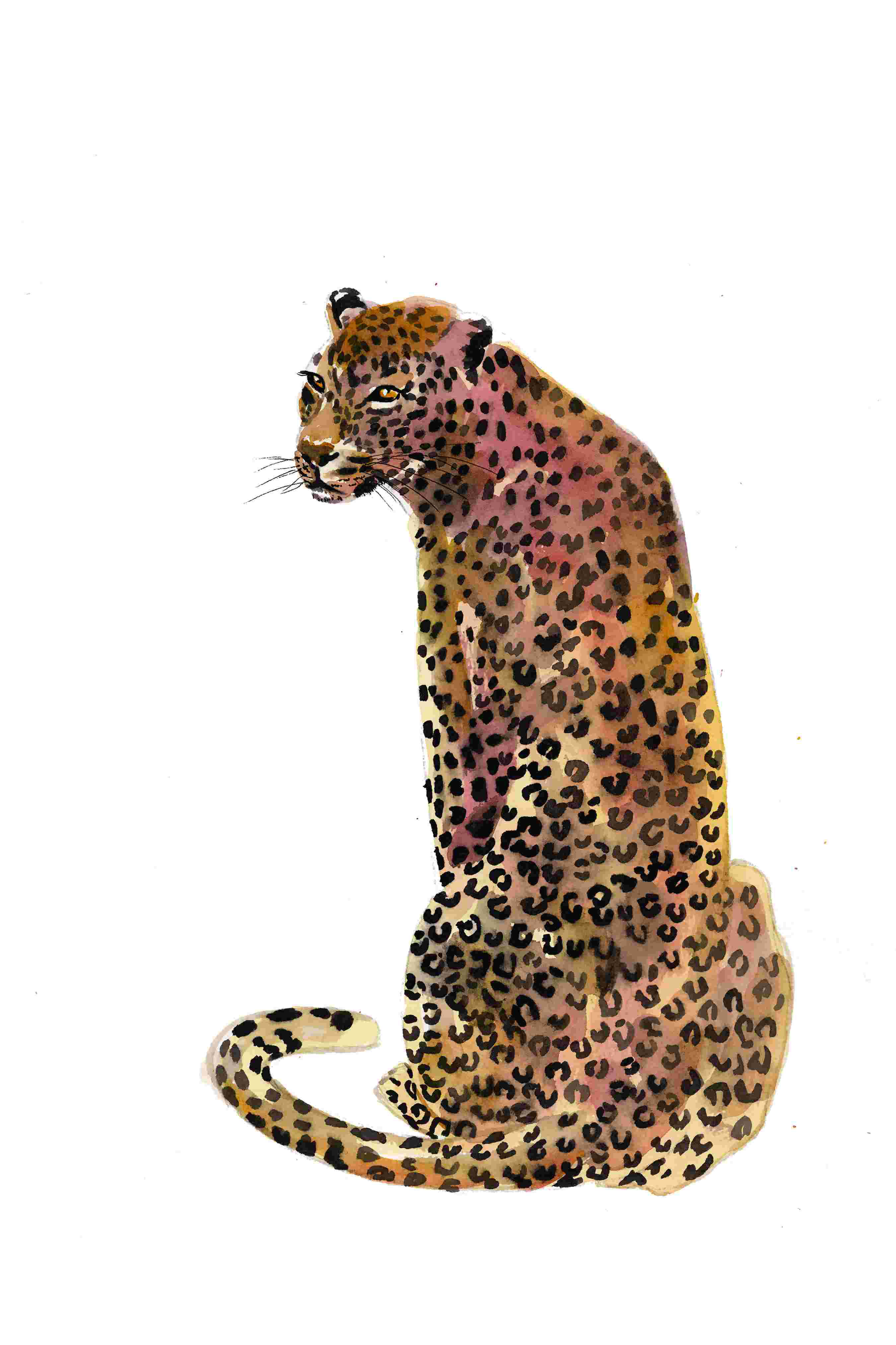 Dakota Fields Leopard Looking Simple - Wrapped Canvas Print | Wayfair