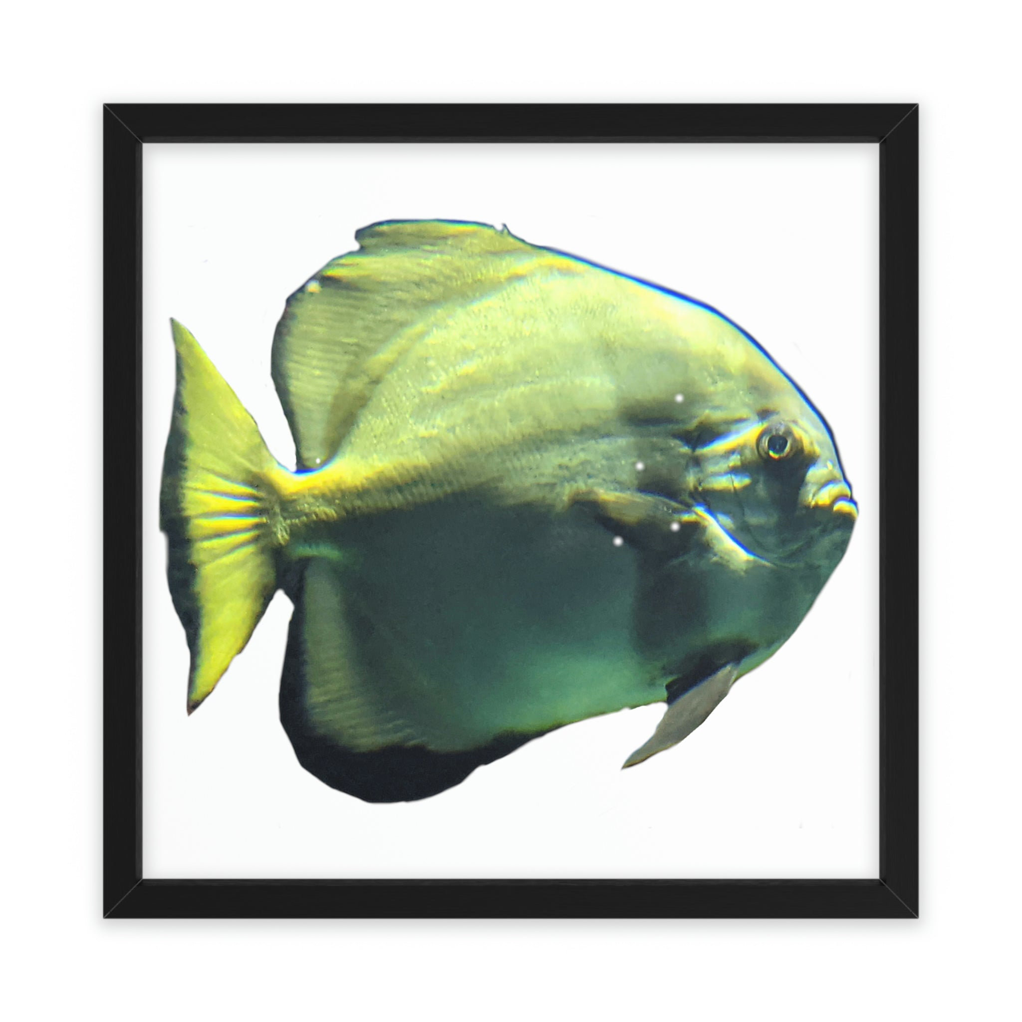 Dovecove Fish - Picture Frame Illustration | Wayfair