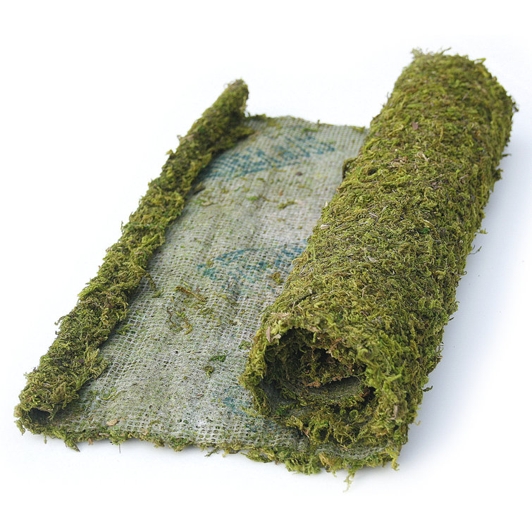 SuperMoss™ Instant Green All Purpose Moss/Mat Runner & Reviews | Wayfair