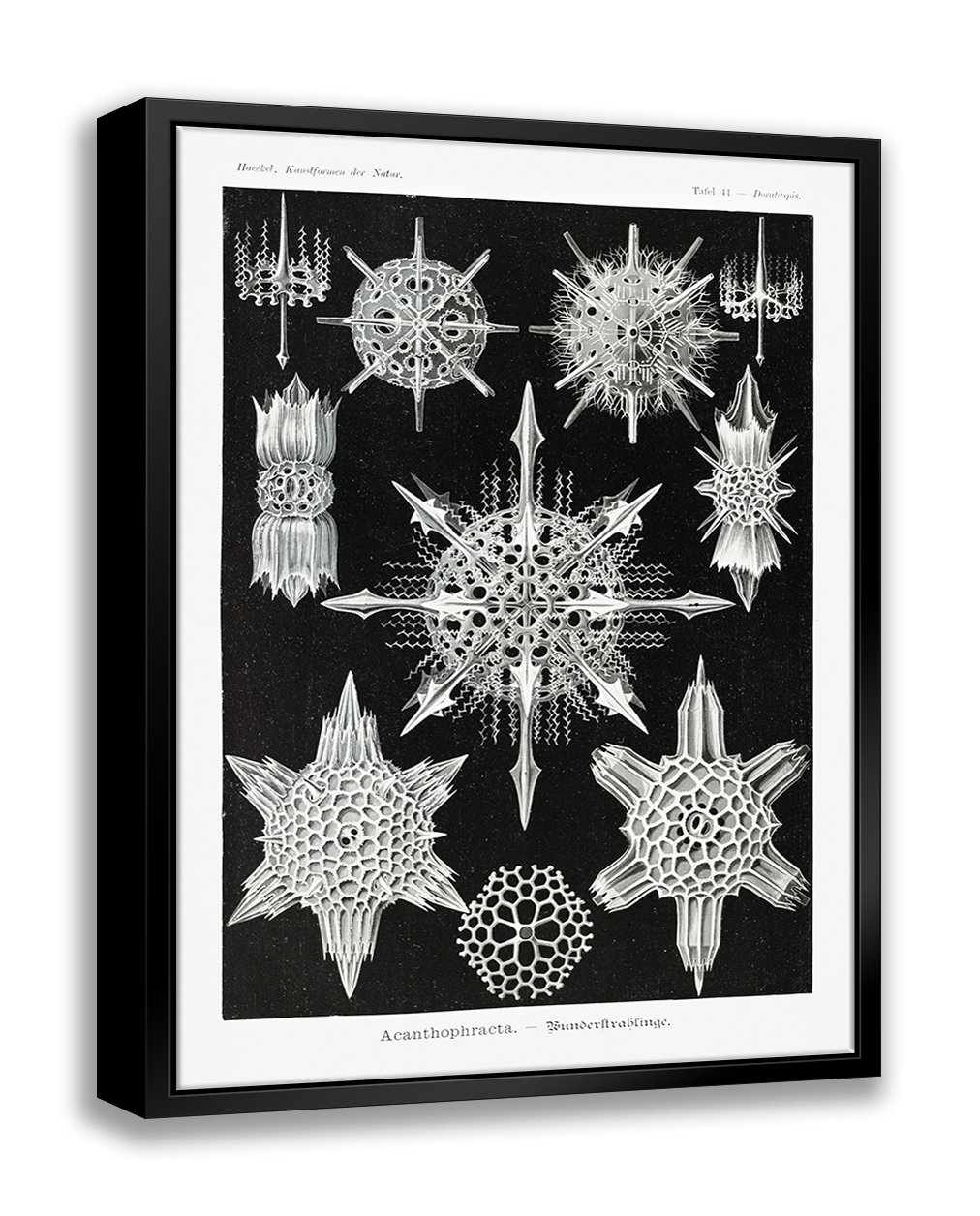 ATX Art Group LLC Acanthophracta–Wunderstrahlinge By Ernst Haeckel by ...