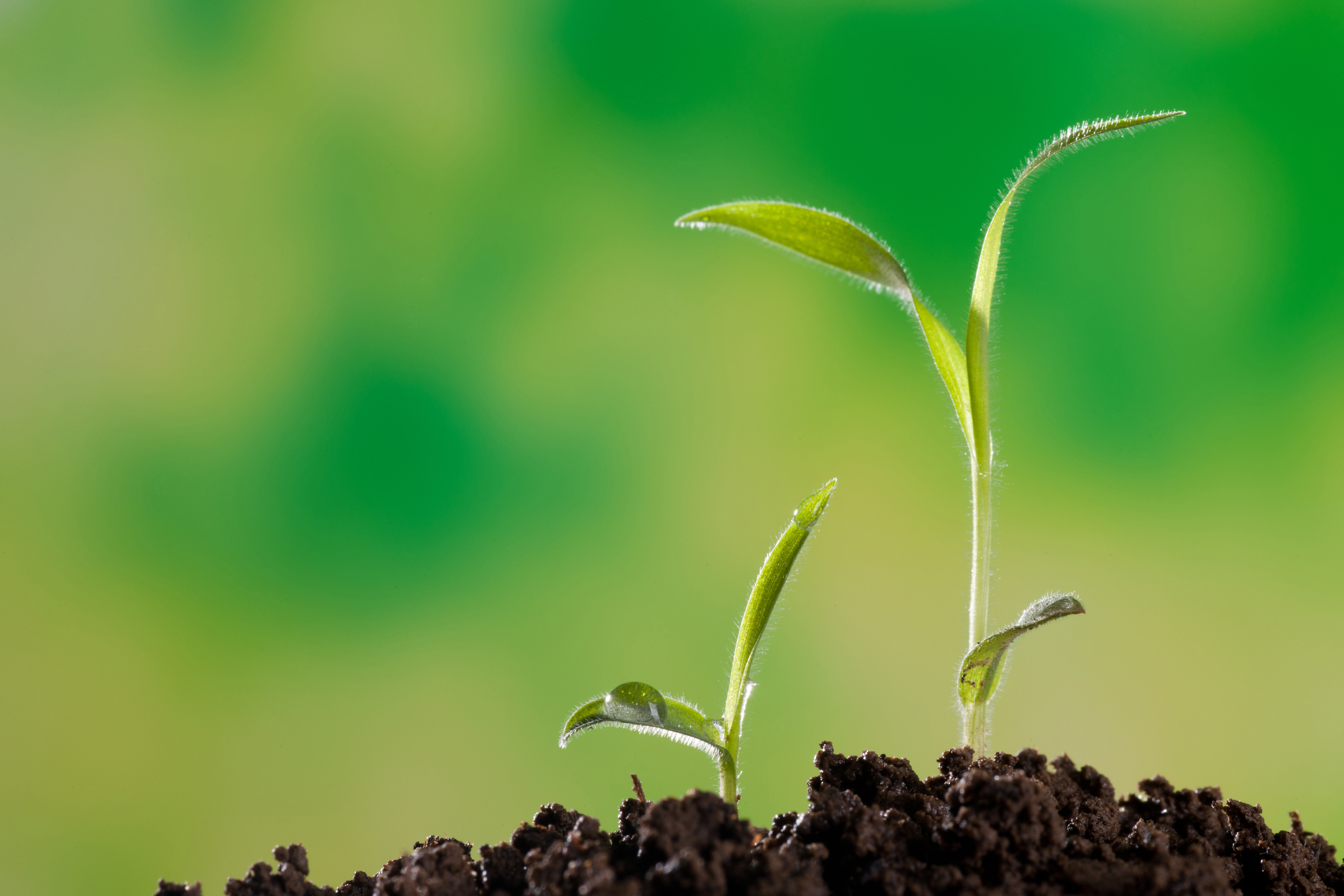 Ebern Designs A New Life Of A Sapling In The Soil - Wrapped Canvas ...