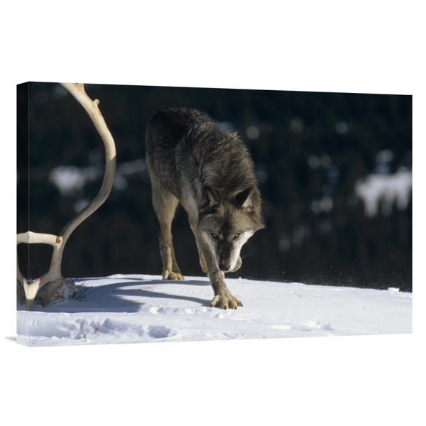 Bless international Timber Wolf Approaching - Photograph on Canvas ...