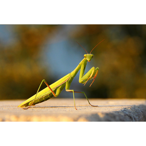 Ebern Designs Green Praying Mantis - Wrapped Canvas Photograph | Wayfair