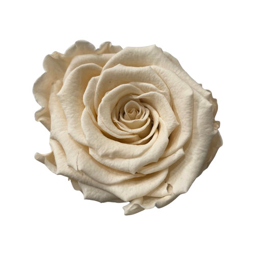 Fiorebela Napoli Roses Floral Arrangement in Vase | Wayfair