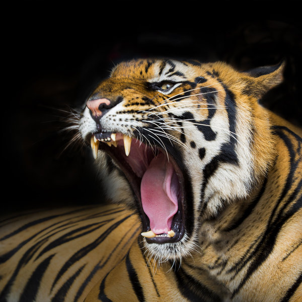 Ebern Designs Tiger Ready To Attack - Wrapped Canvas Photograph | Wayfair