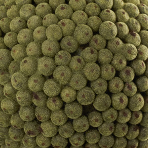 Gracie Oaks Decorative Berry Ball Sculpture & Reviews | Wayfair