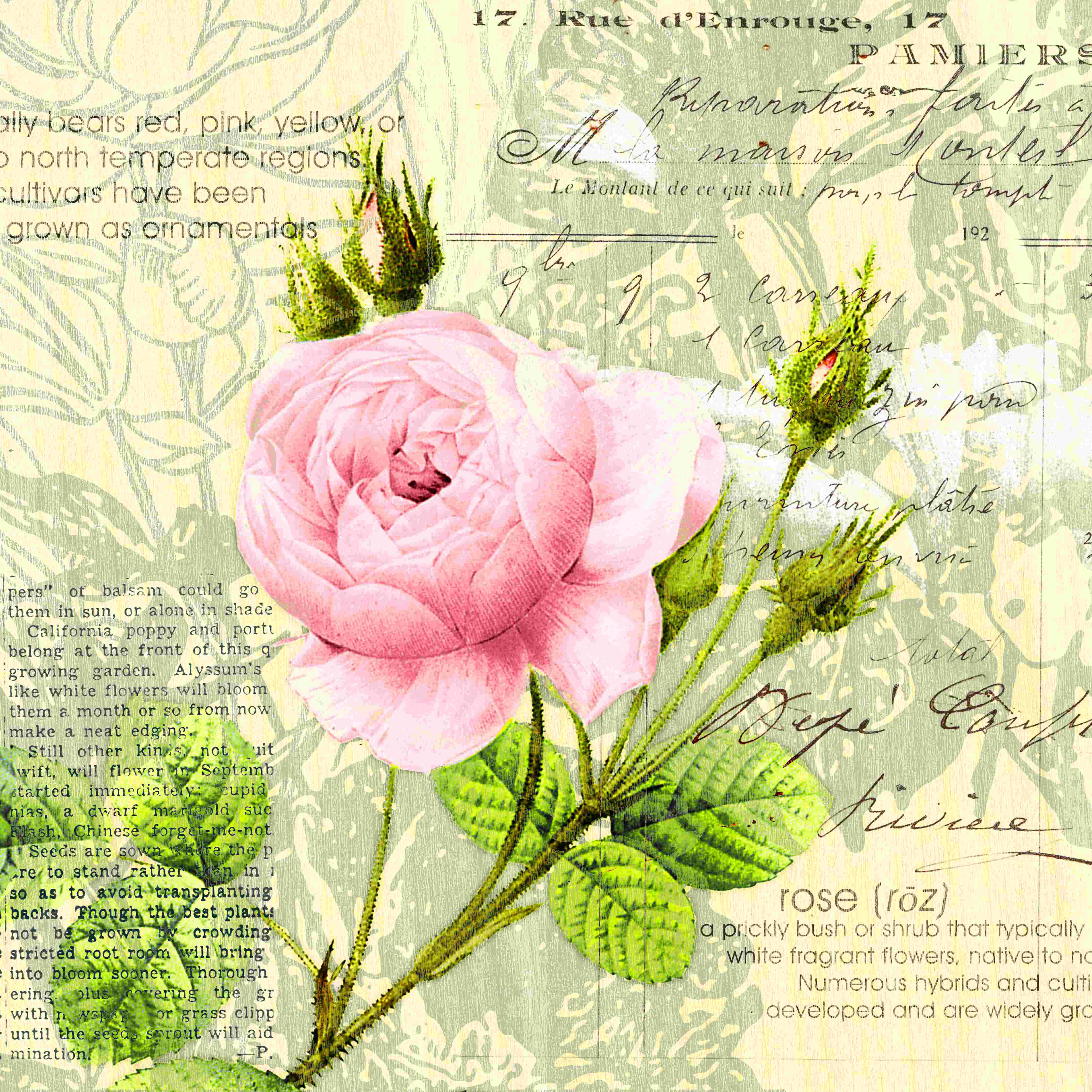 Ophelia & Co. White Rose - Wrapped Canvas Print | Wayfair