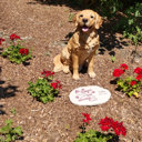 Hi-Line Gift Ltd. Sitting Dog Golden Retriever Statue & Reviews | Wayfair