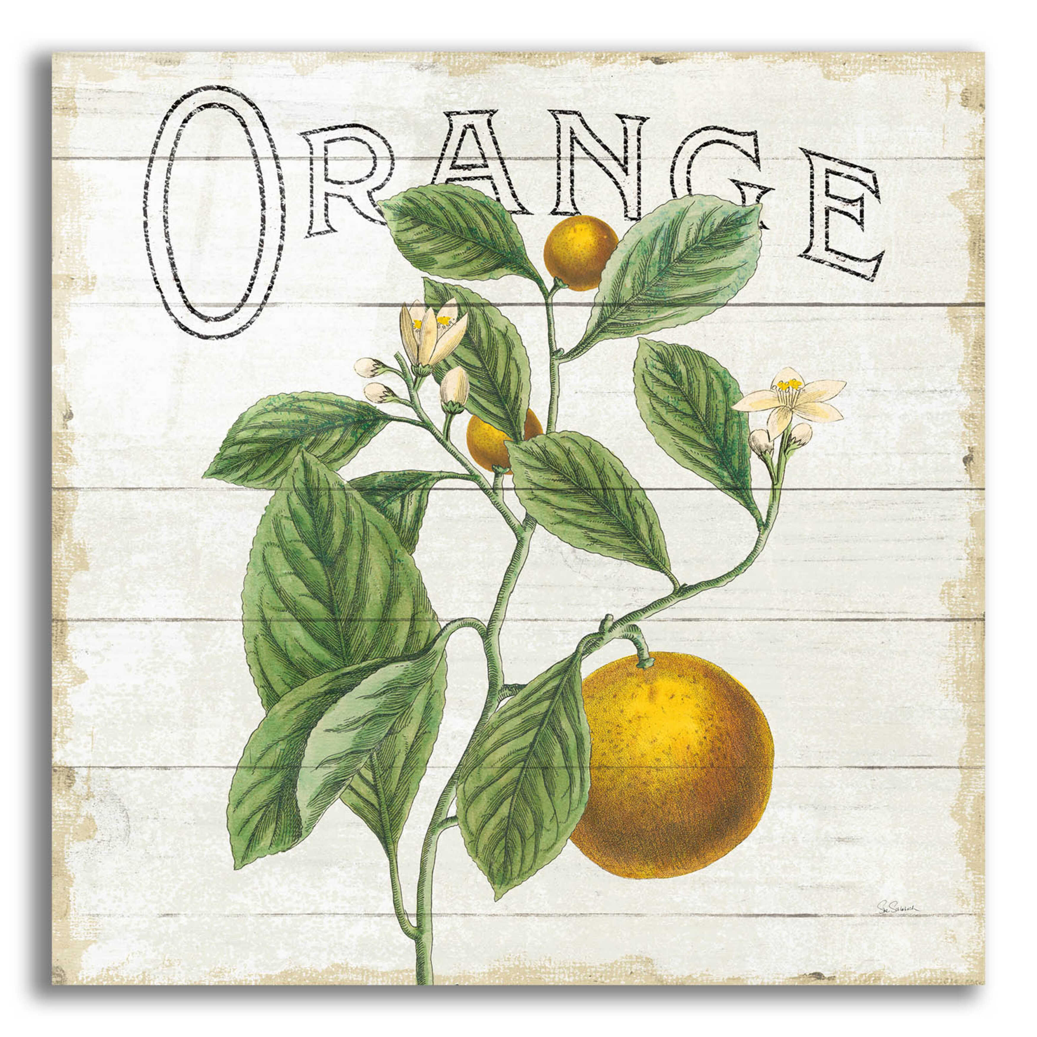 August Grove® Epic Art 'Classic Citrus VI Shiplap Sq' By Sue Sch ...