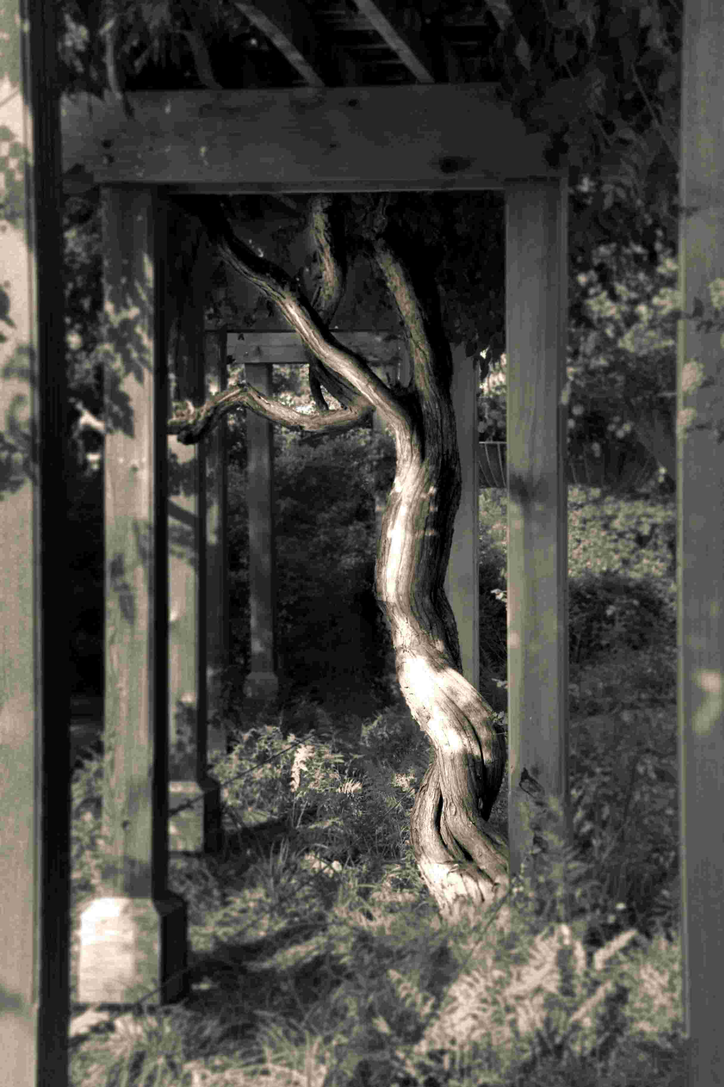 Ebern Designs Tree And Arbor - Wrapped Canvas Photograph | Wayfair