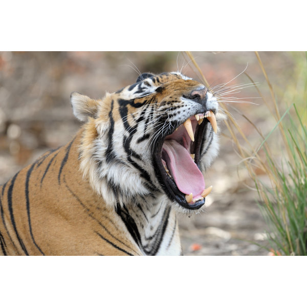 Ebern Designs Bengal Tiger by - Wrapped Canvas Photograph | Wayfair