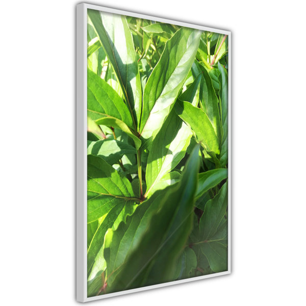 Artgeist Somewhere In The Garden - Picture Frame Photograph | Wayfair.co.uk