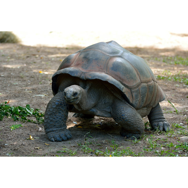 Bay Isle Home Giant Tortoise - Wrapped Canvas Photograph | Wayfair
