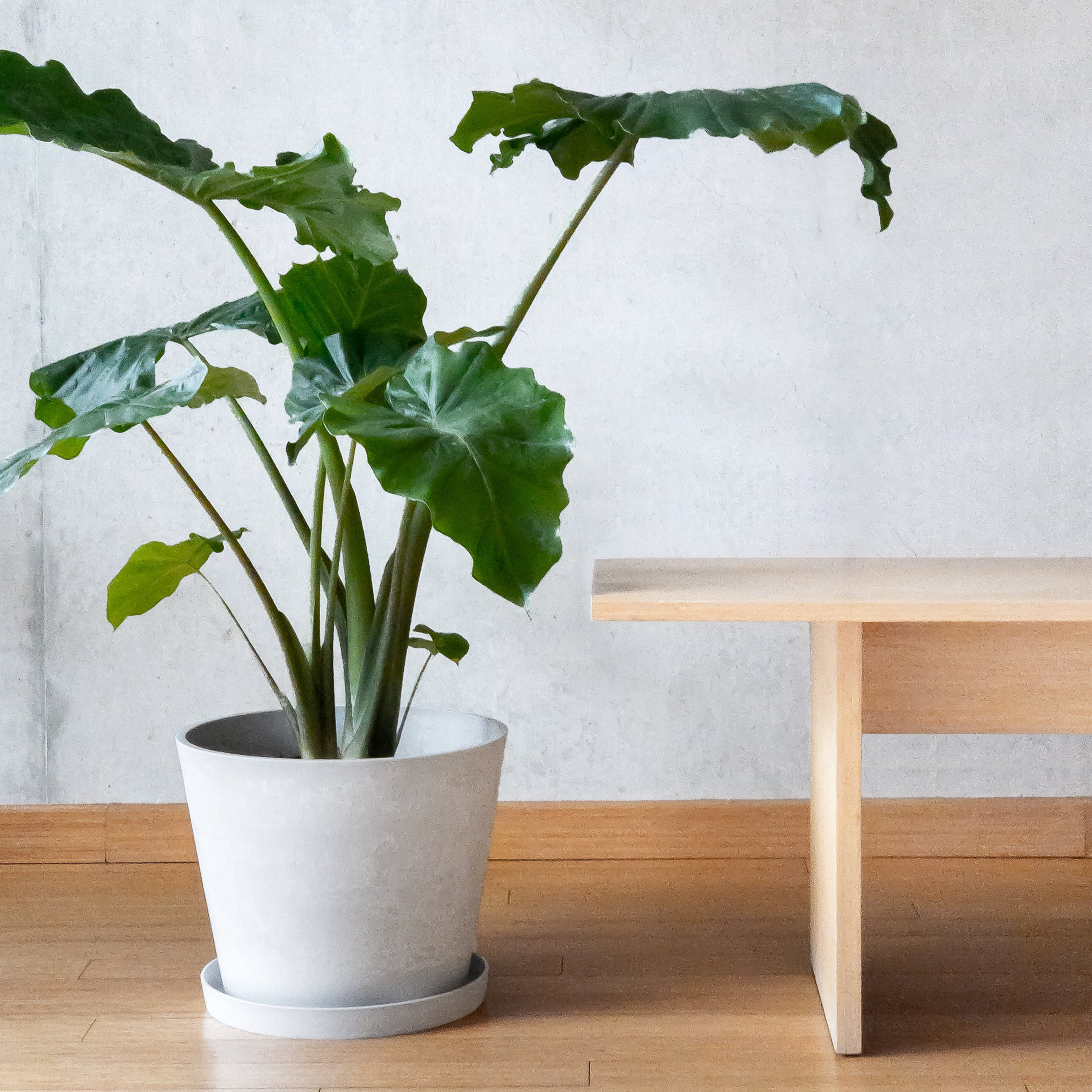 Kanso Designs Plastic Pot Plant | Wayfair