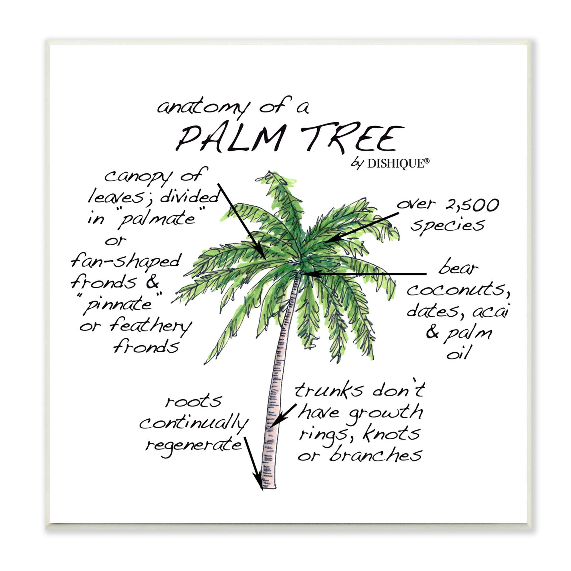 Stupell Industries Tropical Palm Tree Educational Plants Flora Diagram ...