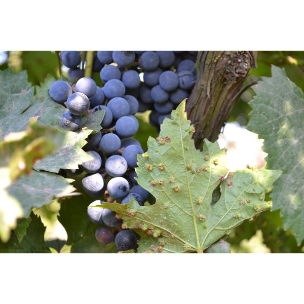 Ebern Designs Leaf Grapes Phylloxera by - Wrapped Canvas Photograph ...