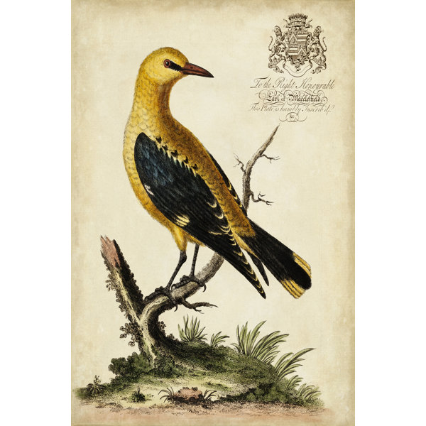 Maturi Regal Birds III by George Edwards - Wrapped Canvas Painting ...
