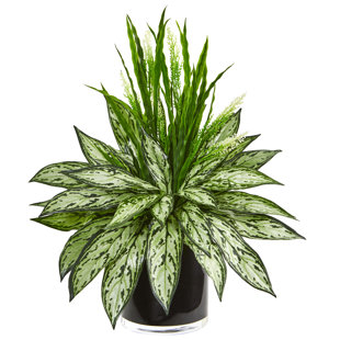 Wayfair | Indoor Plants in Decorative Vase You'll Love in 2023