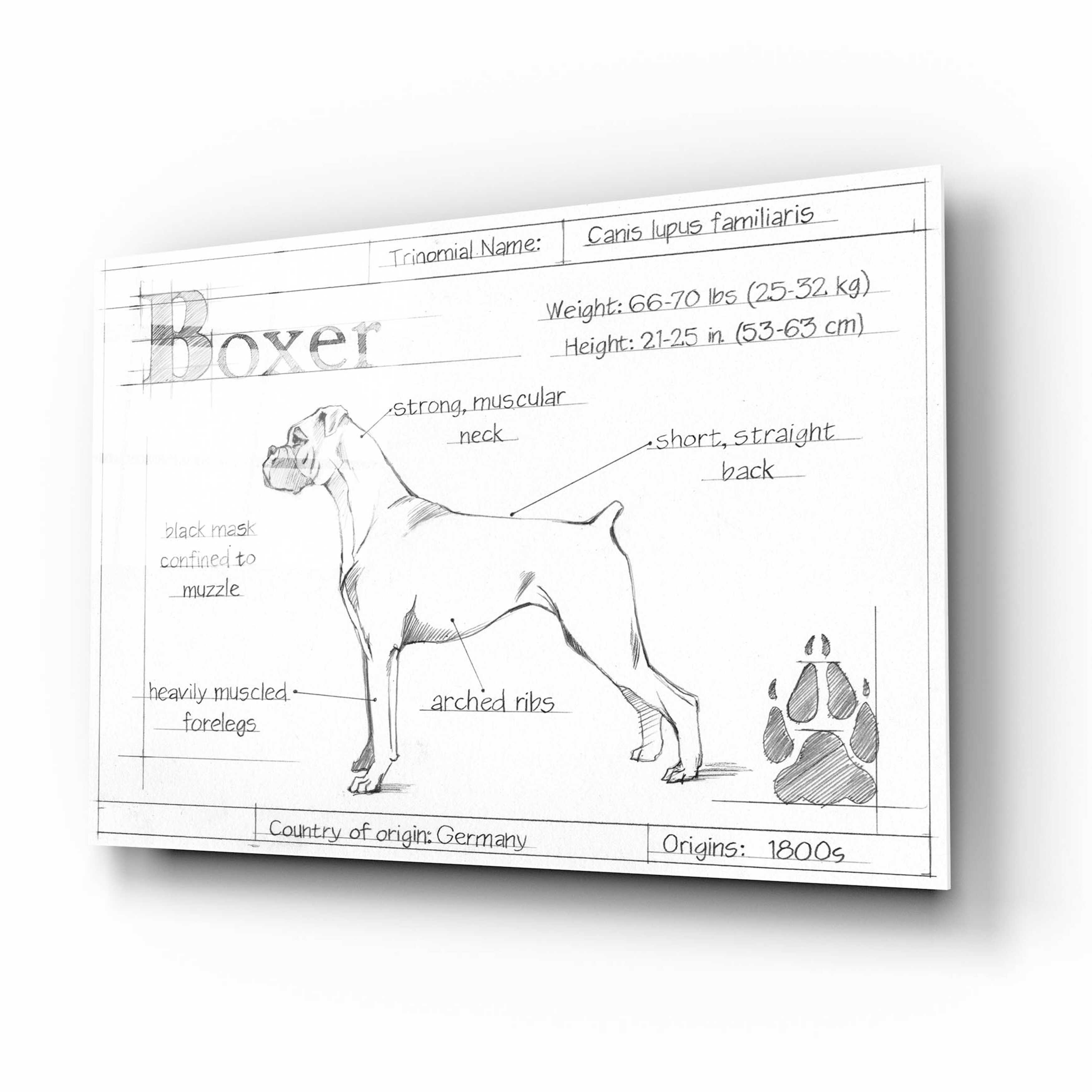 Trinx Inverted Blueprint Boxer by - Unframed Drawing Print | Wayfair