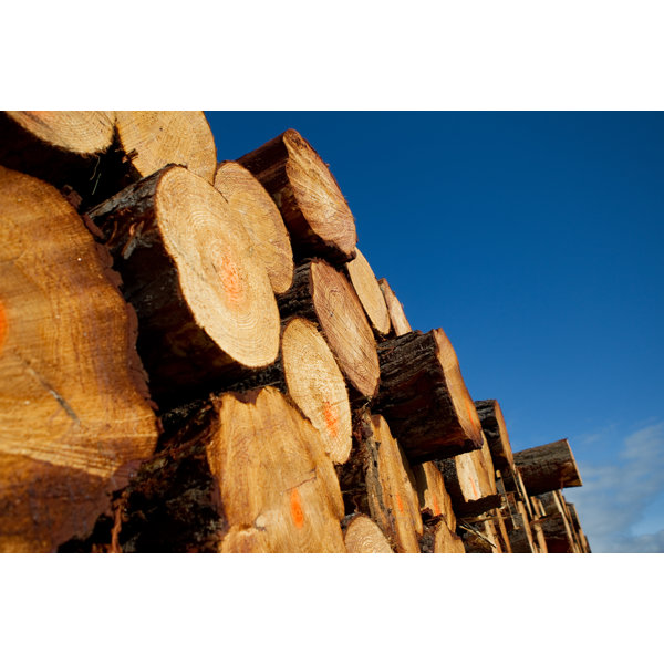 Millwood Pines Timber Logs by - Wrapped Canvas Photograph | Wayfair