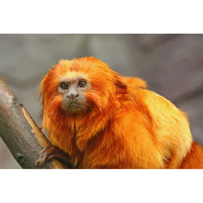 Latitude Run Golden Lion Tamarin by - Wrapped Canvas Photograph ...