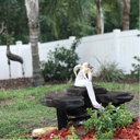 Wind & Weather Thinking Angel Garden Statue & Reviews | Wayfair