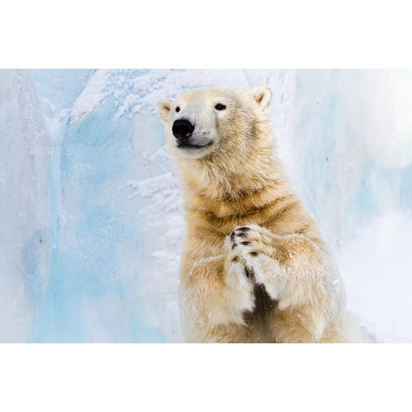 Millwood Pines Polar Bear Clapping by Peterkirillov - Wrapped Canvas ...