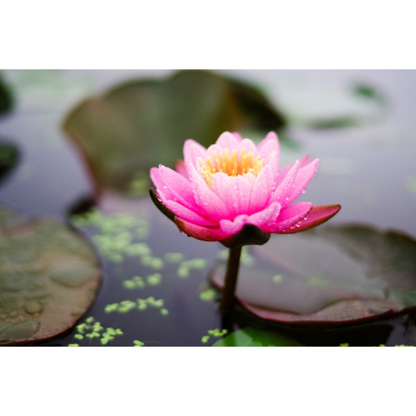 Latitude Vive Lotus Flower - Wrapped Canvas Photograph | Wayfair.co.uk