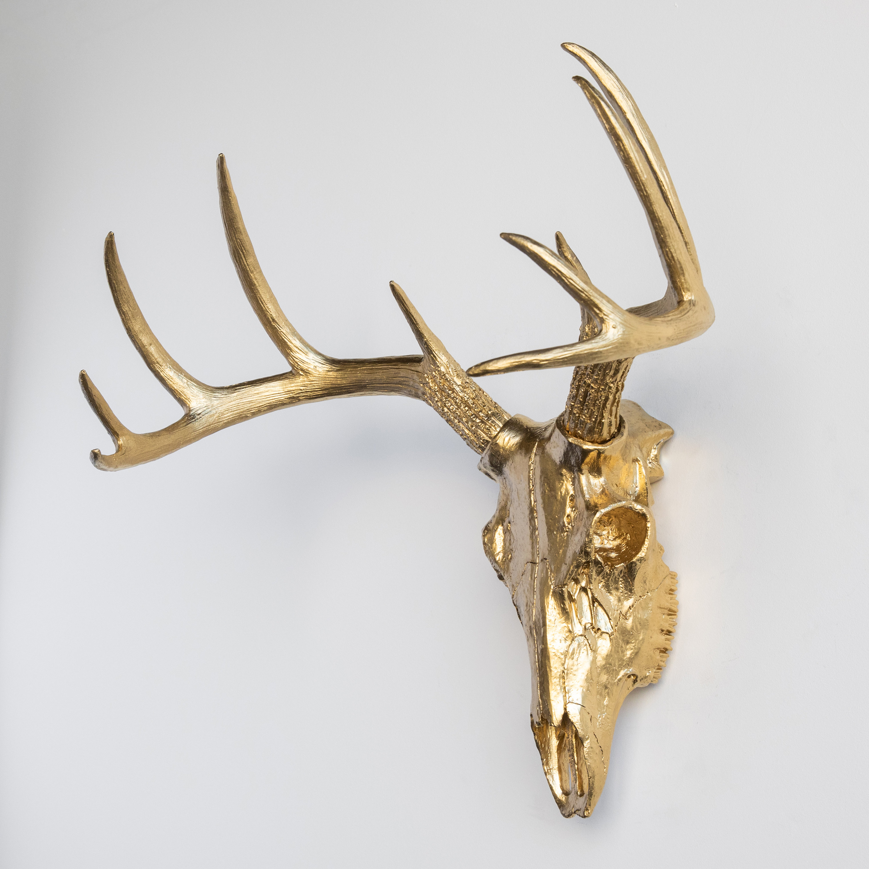 Millwood Pines Buck Skull Wall Décor & Reviews | Wayfair