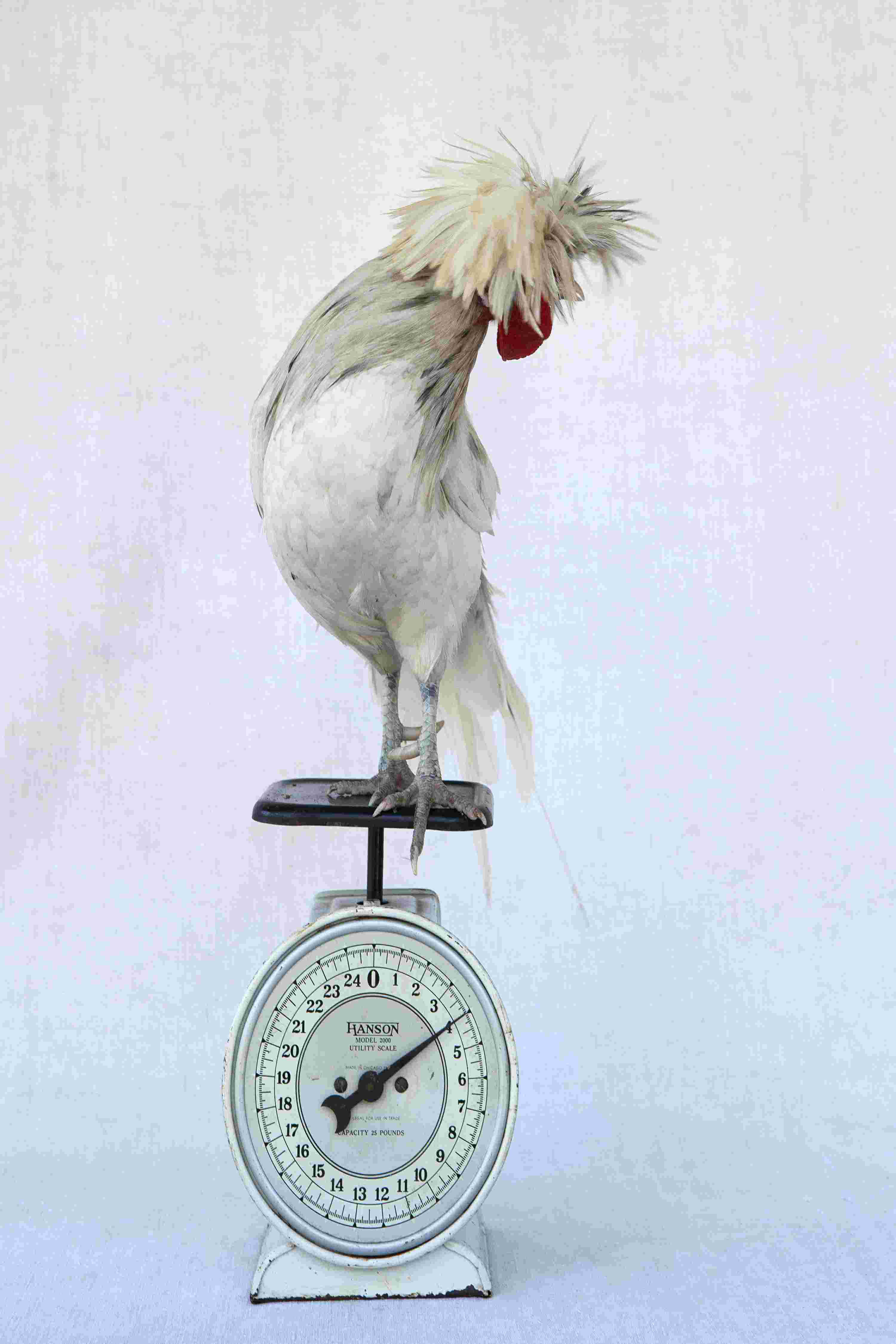 August Grove® Rod On Scale by Tania Soderman - Wrapped Canvas Print ...