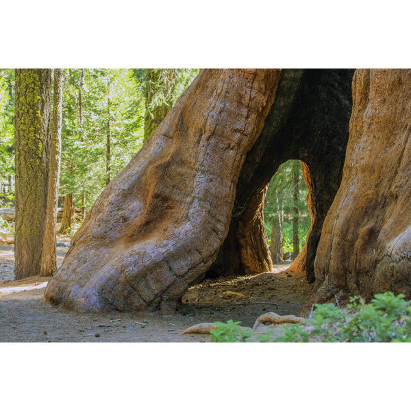 Winston Porter Sequoia National Forest - Wrapped Canvas Print | Wayfair
