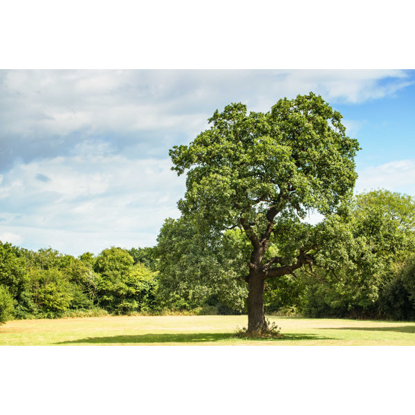 Ebern Designs Oak Tree - Wrapped Canvas Photograph | Wayfair