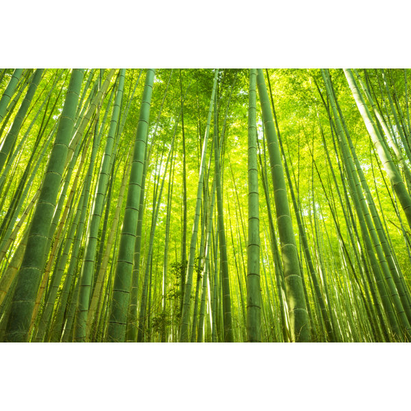 Bay Isle Home Bamboo Forest by - Wrapped Canvas Photograph | Wayfair.co.uk