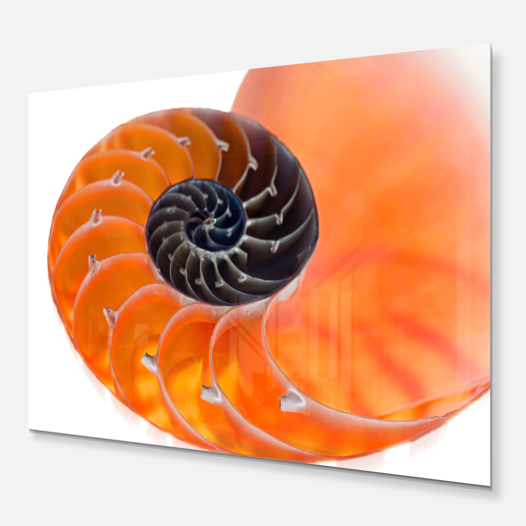 East Urban Home Orange Nautilus Shell - Unframed Graphic Art on Metal ...