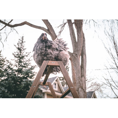 Coops & Feathers Portable A-Frame Roosting Ladder & Reviews | Wayfair