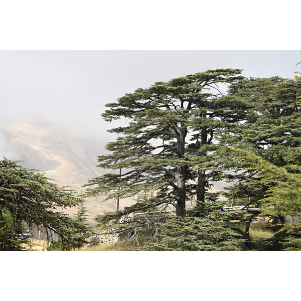 Millwood Pines Cedar Forest Of Lebanon On Canvas Photograph | Wayfair